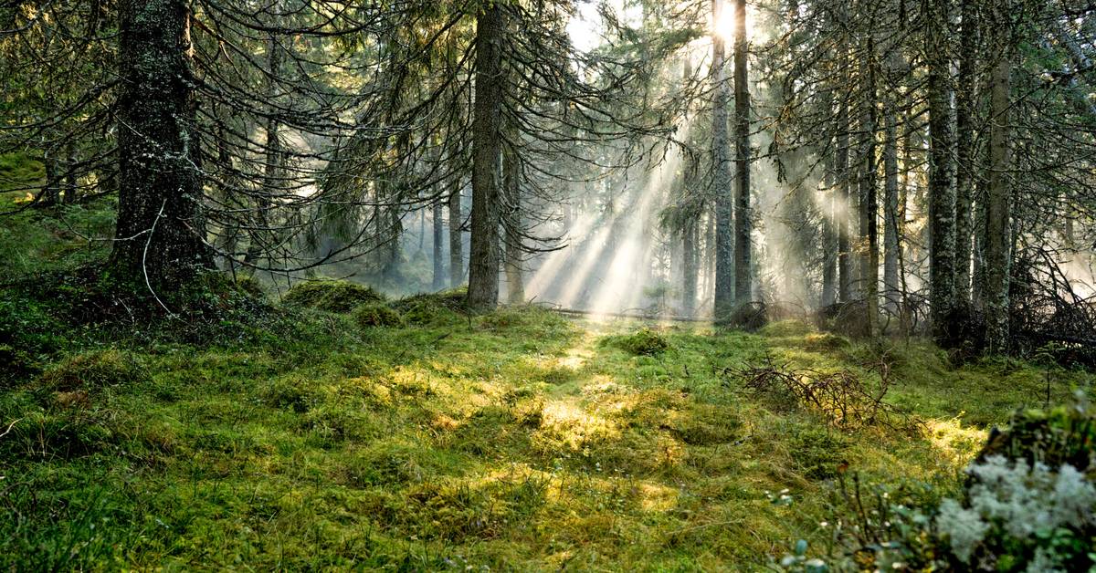 Health benefits of Swedish nature | Visit Sweden