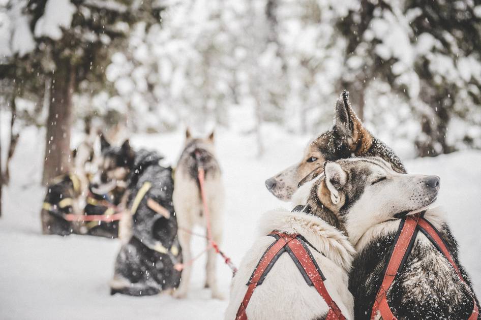 Experience our top winter activities in Sweden | Visit Sweden