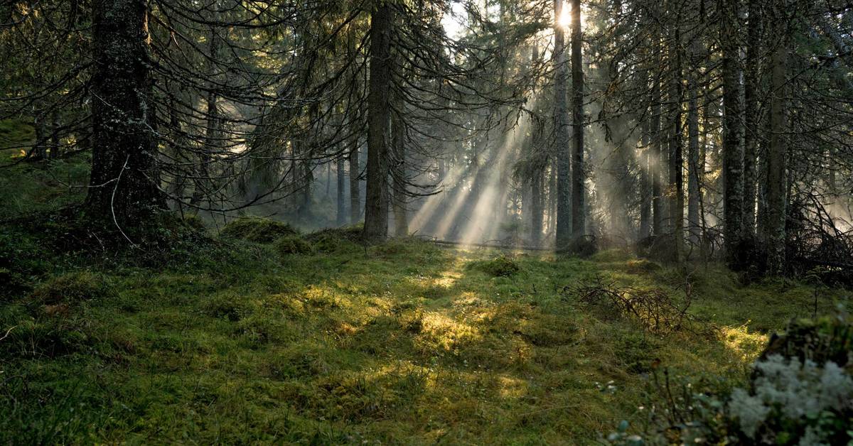 Sweden Wallpaper Forest