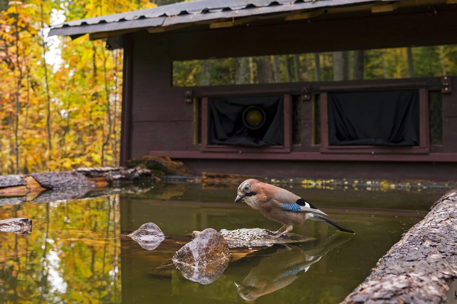 Fotografera vilda djur - Sveriges upplevelseguide - Visit Sweden